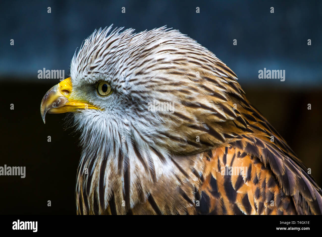 The red kite, milvus milvus is a medium-large bird of prey in the ...