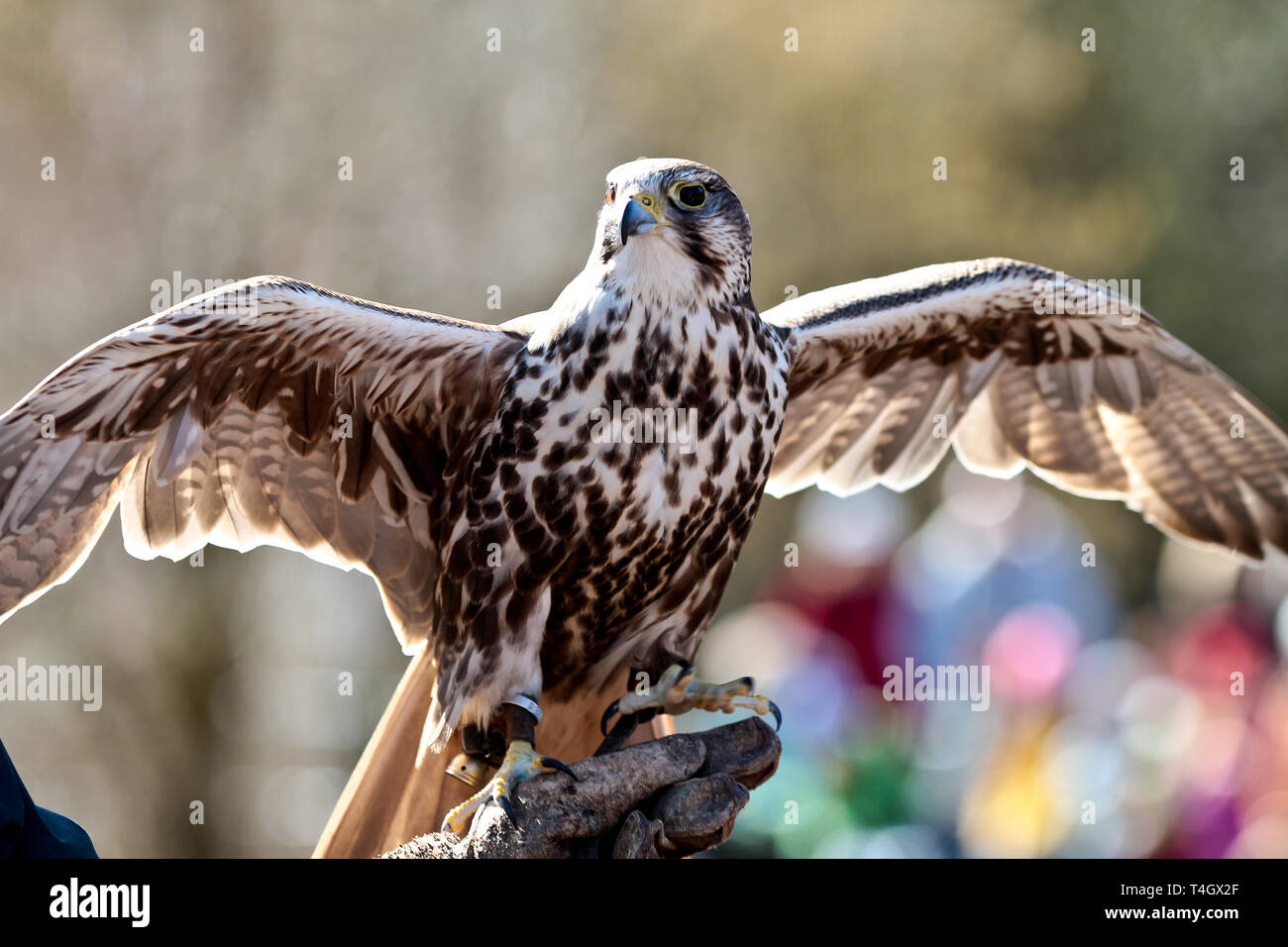 The lanner falcon, Falco biarmicus is a medium-sized bird of prey that ...