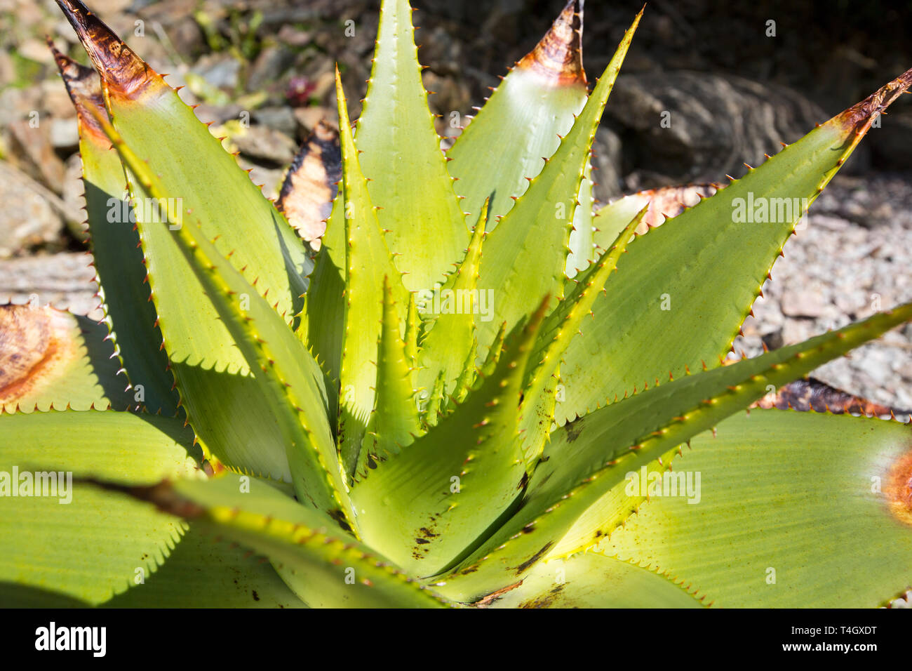 Spiky succulent hi-res stock photography and images - Alamy