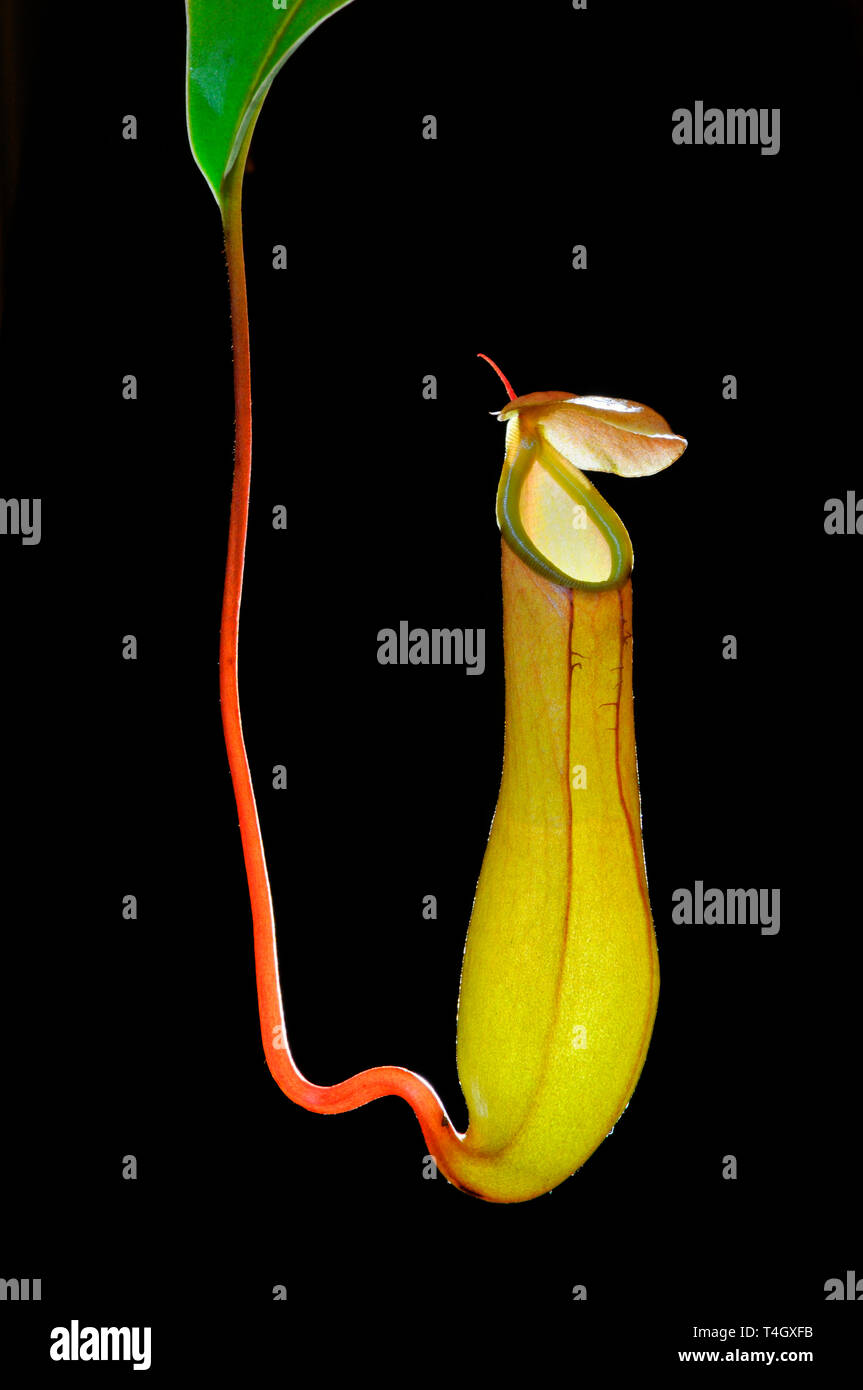 Tropical pitcher plant Nepenthes Stock Photo - Alamy