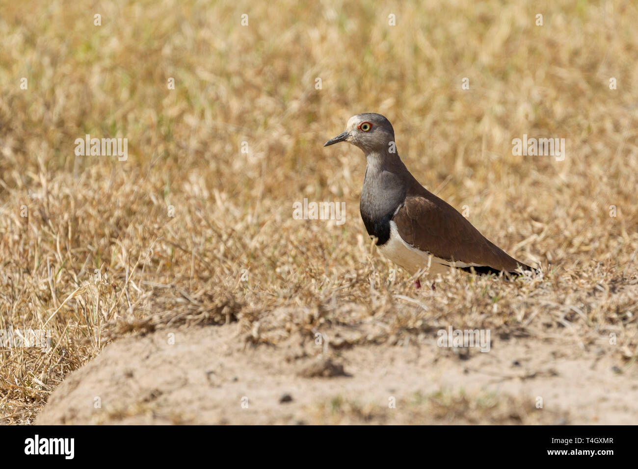 Black winged lapwing hi-res stock photography and images - Alamy