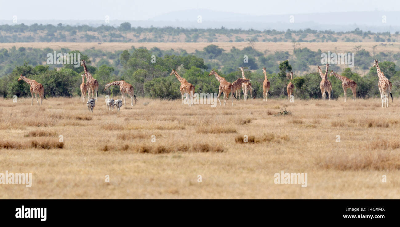 A group of Reticulated giraffe with zebra seen across open grassland ...