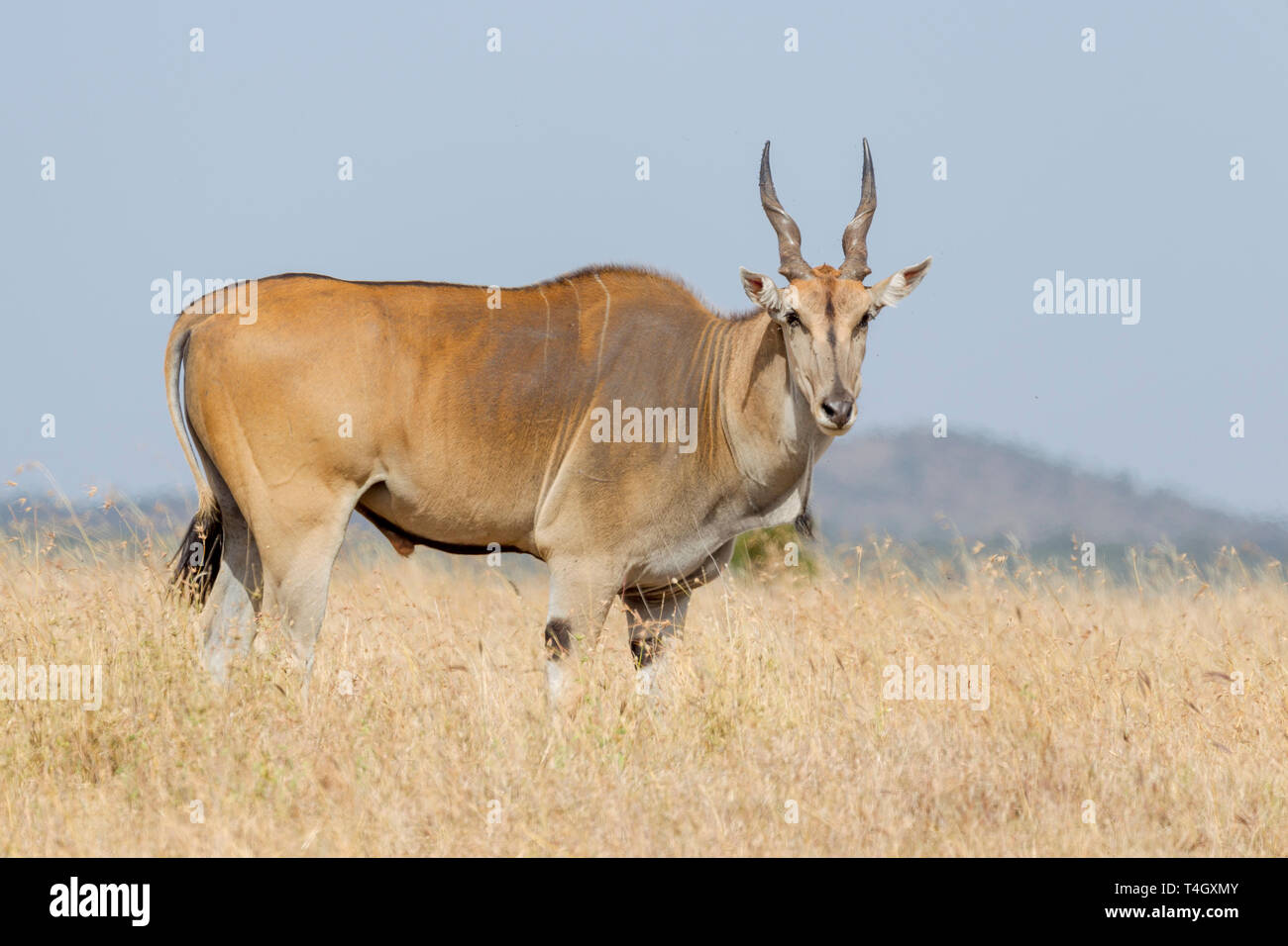 A single Common Eland bull feeding in open grassland, looking up, close ...