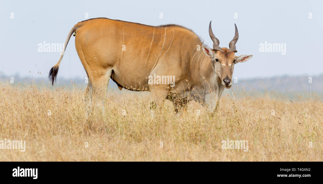 Giant Eland Bull