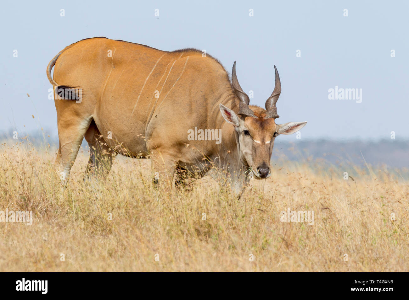 A single Common Eland bull feeding in open grassland, looking up, close ...