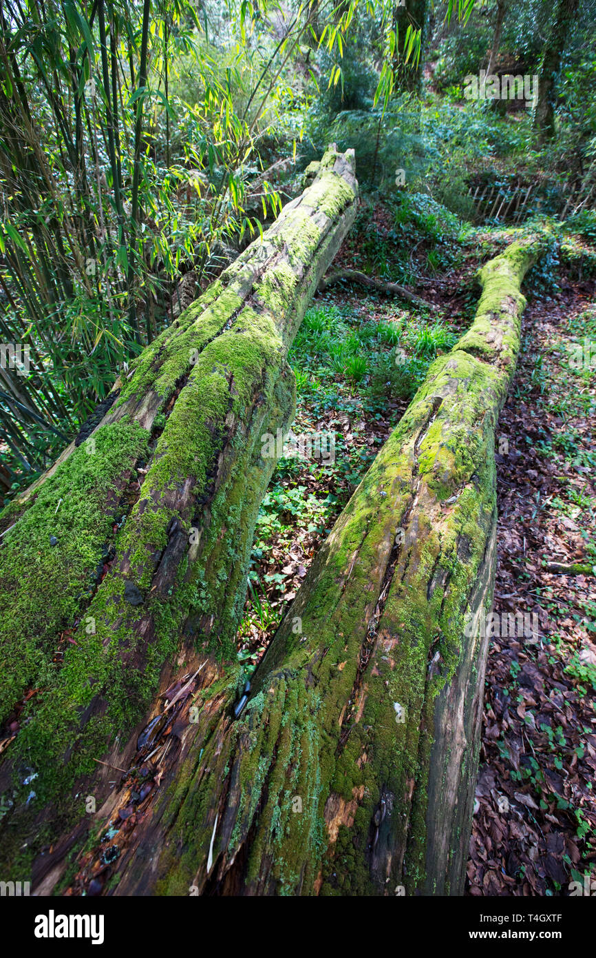 A rotting dead tree trunk in the Tremenheere Sculpture Gardens, Gulval ...