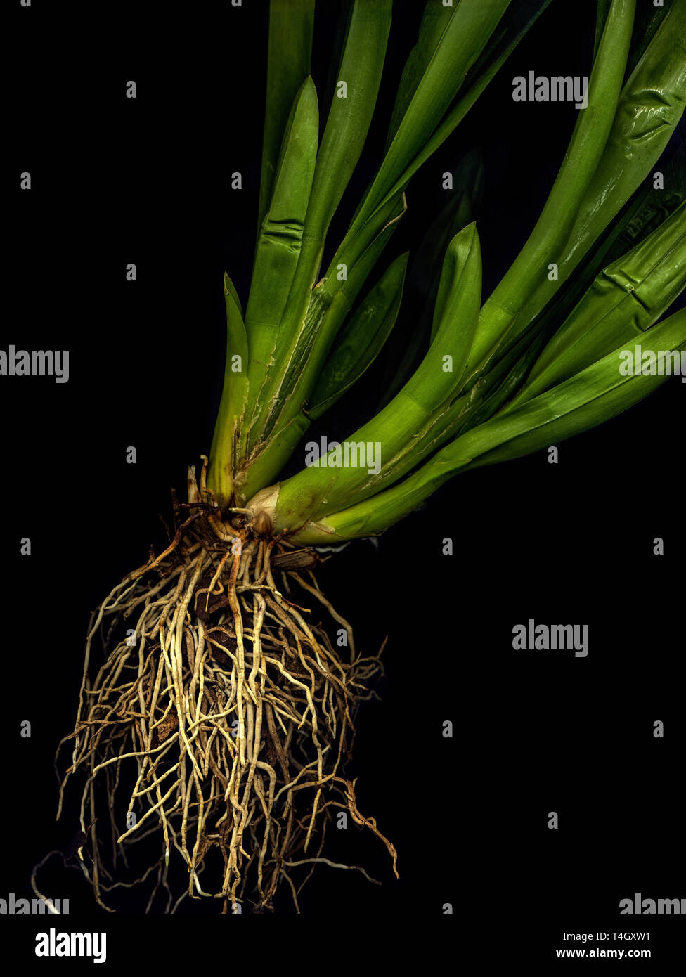 The root system of an orchid houseplant, a type of orchid Stock Photo ...