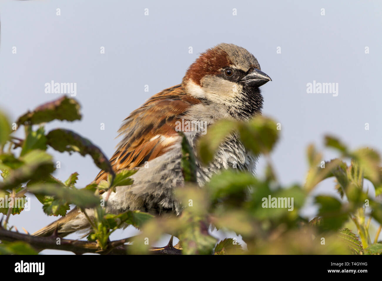 House sparrow (Passer domesticus) breeding season male with grey crown ...