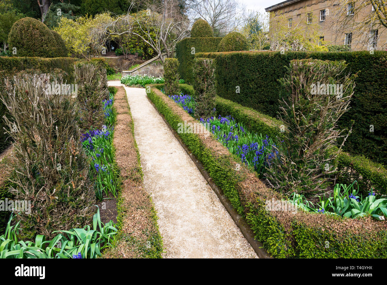 yew garden at Belsay Hall, an early 19th Century mansion house, in ...