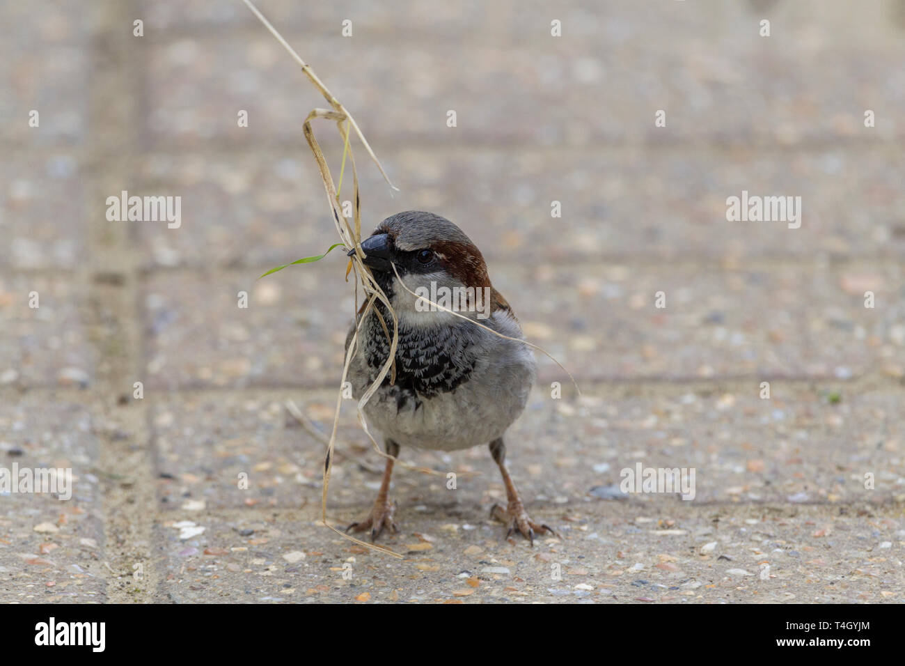 House sparrow (Passer domesticus) breeding season male with grey crown ...