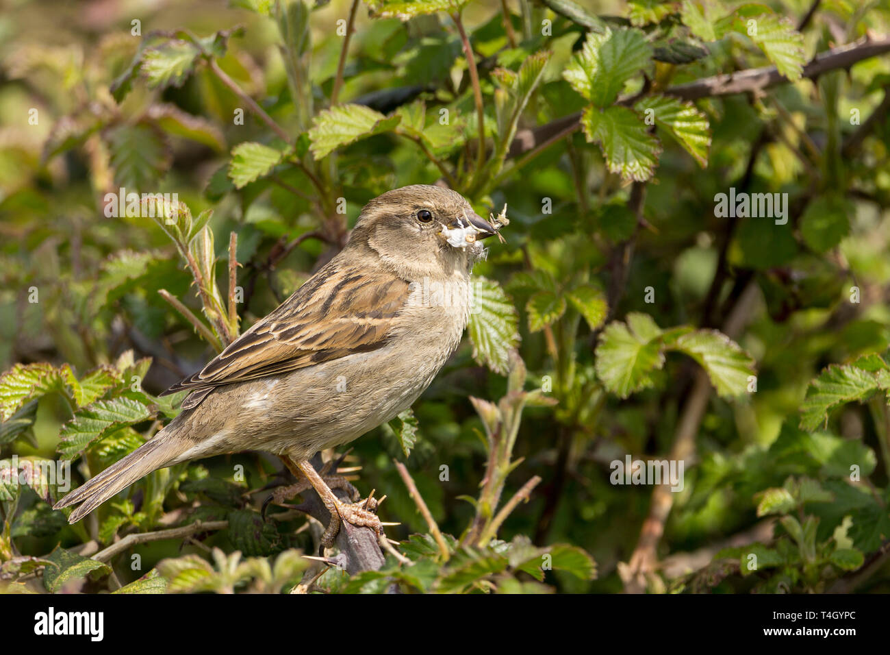 House sparrow (Passer domesticus) breeding season female streaked brown ...