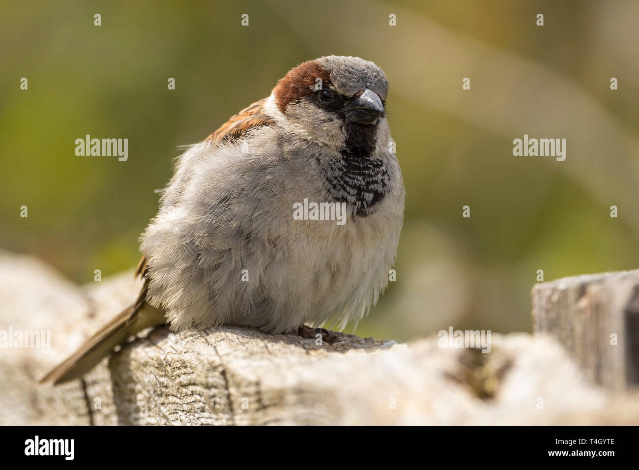 House sparrow (Passer domesticus) breeding season male with grey crown ...