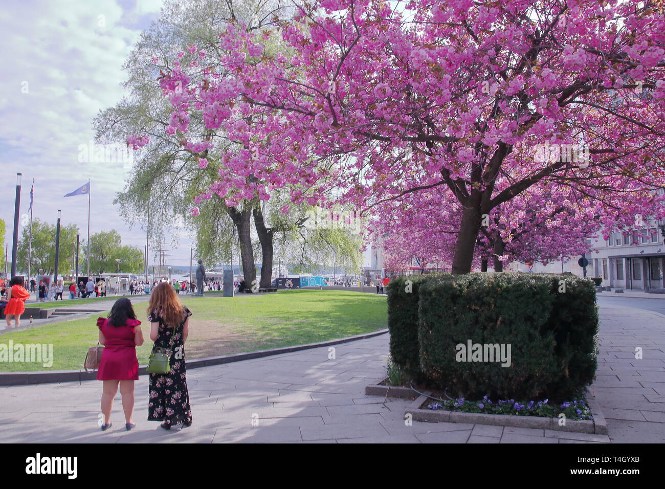 Spring in Oslo, Norawy capital, blooming cherry tree in public park in ...