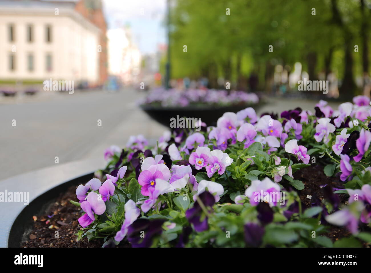 Beautiful seasonal spring flowers bloom in big flower pots in street in ...