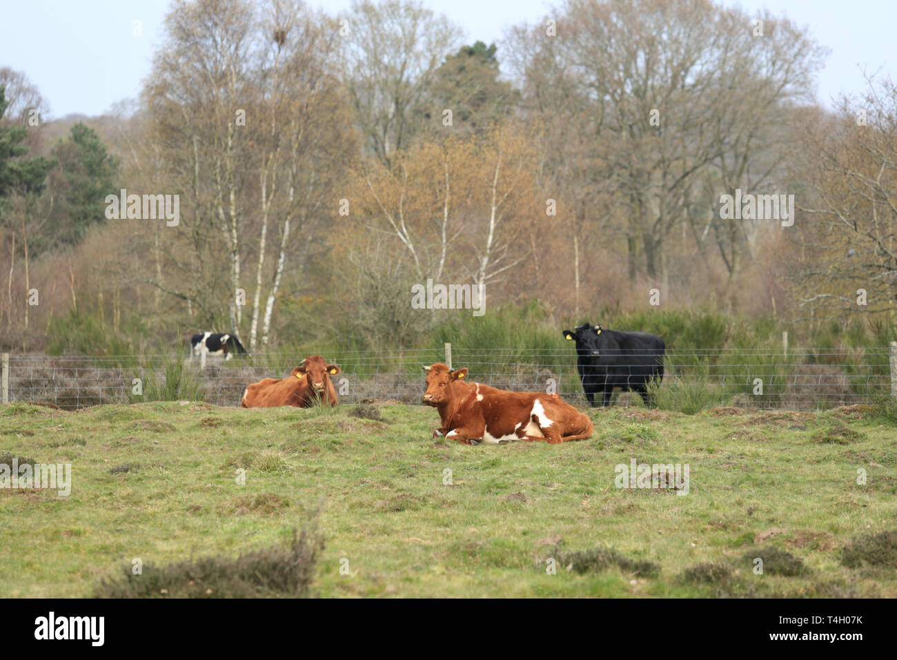 Shetland cattle shetland hi-res stock photography and images - Alamy