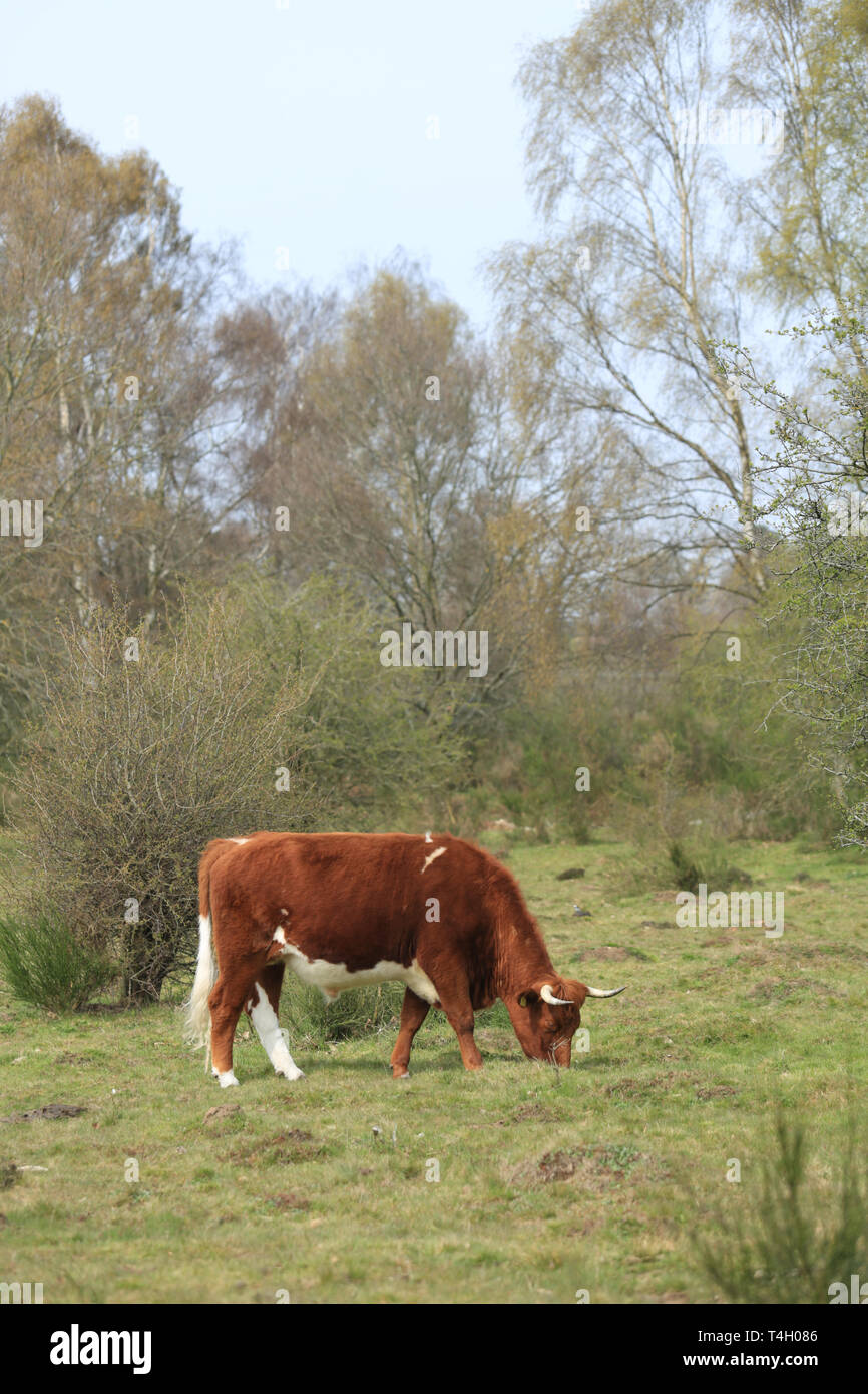 Shetland cattle shetland hi-res stock photography and images - Alamy