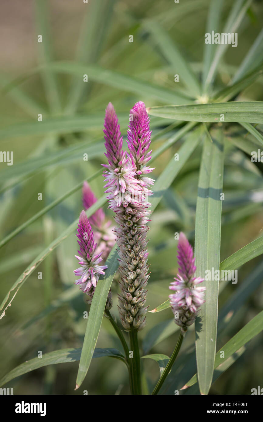 Close up The pink grass flower in the garden Stock Photo - Alamy
