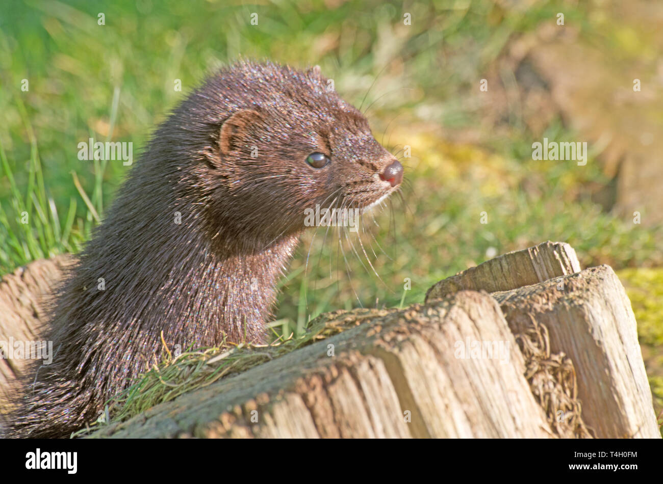 AMERICAN MINK Mustela Vison Captive Stock Photo - Alamy