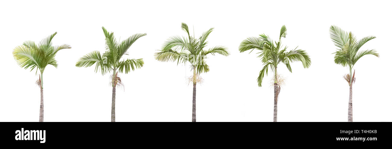 Row of palm trees hi-res stock photography and images - Alamy