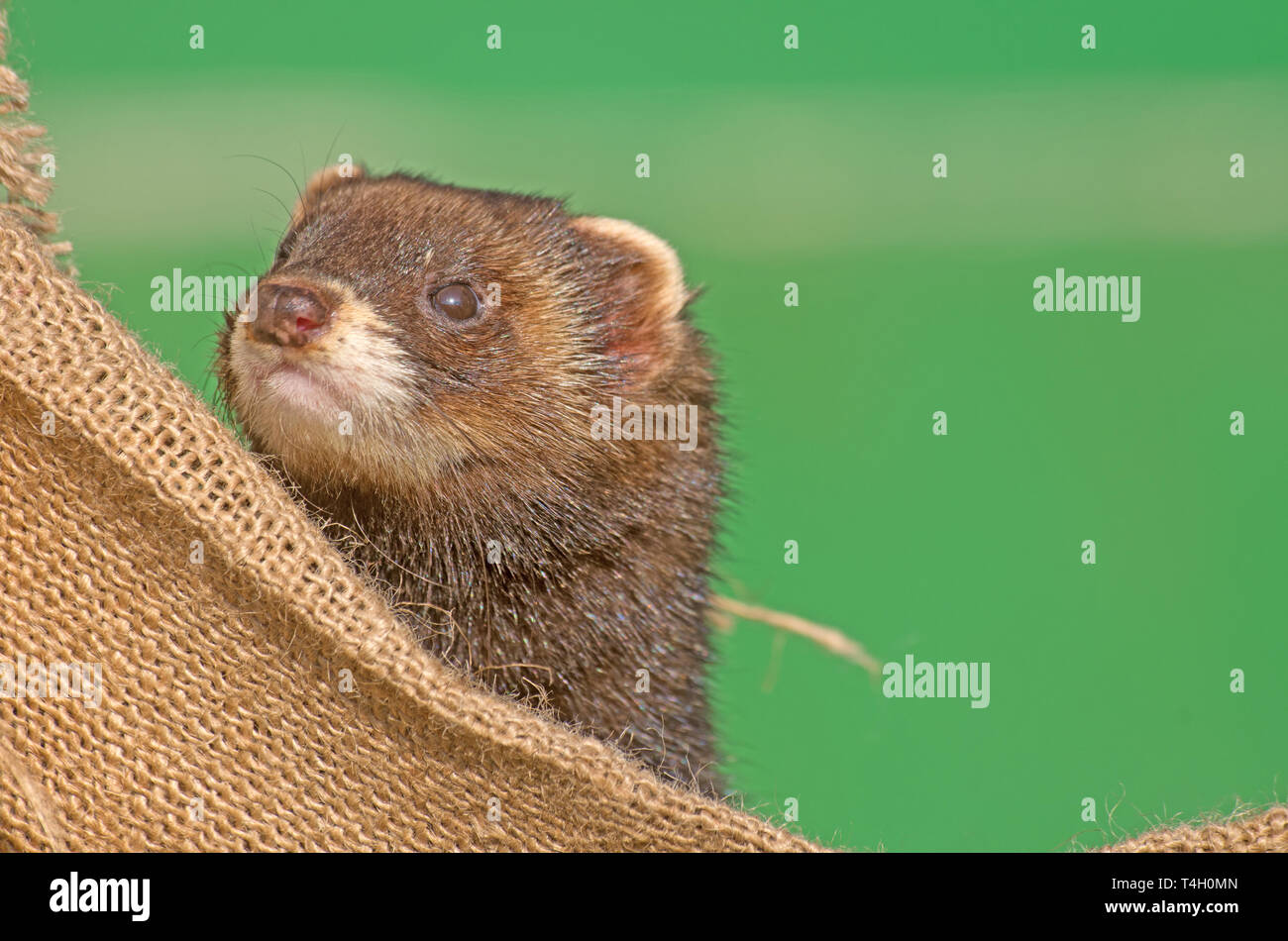 Polecat in uk hi-res stock photography and images - Alamy
