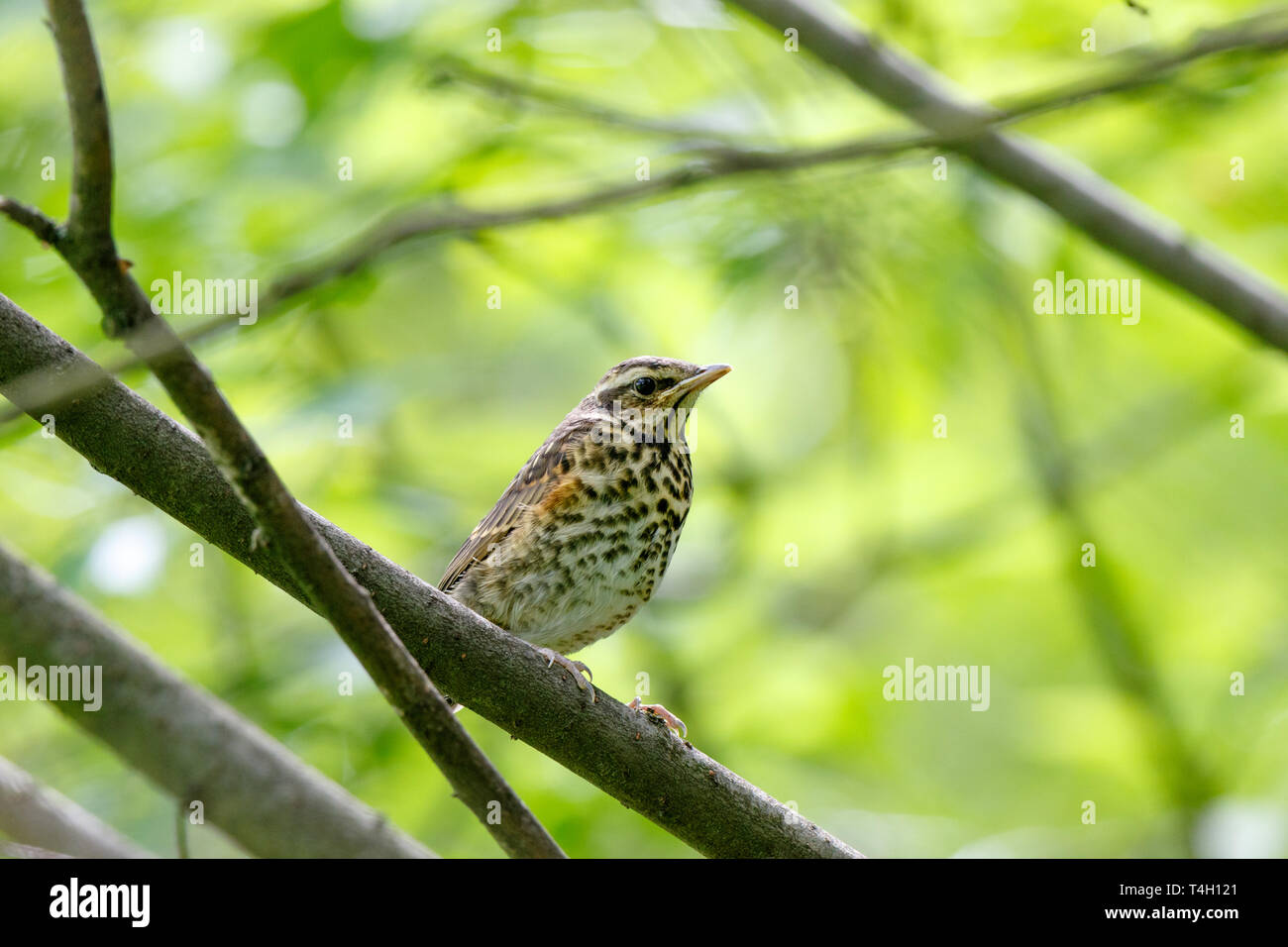 Redwing (Turdus iliacus, musicus). young. Russia, Moscow Stock Photo ...
