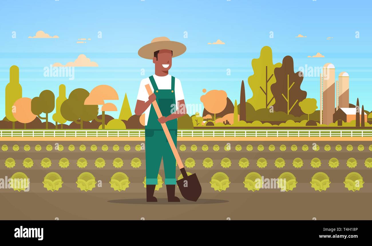 african american male farmer holding shovel planting green cabbage ...