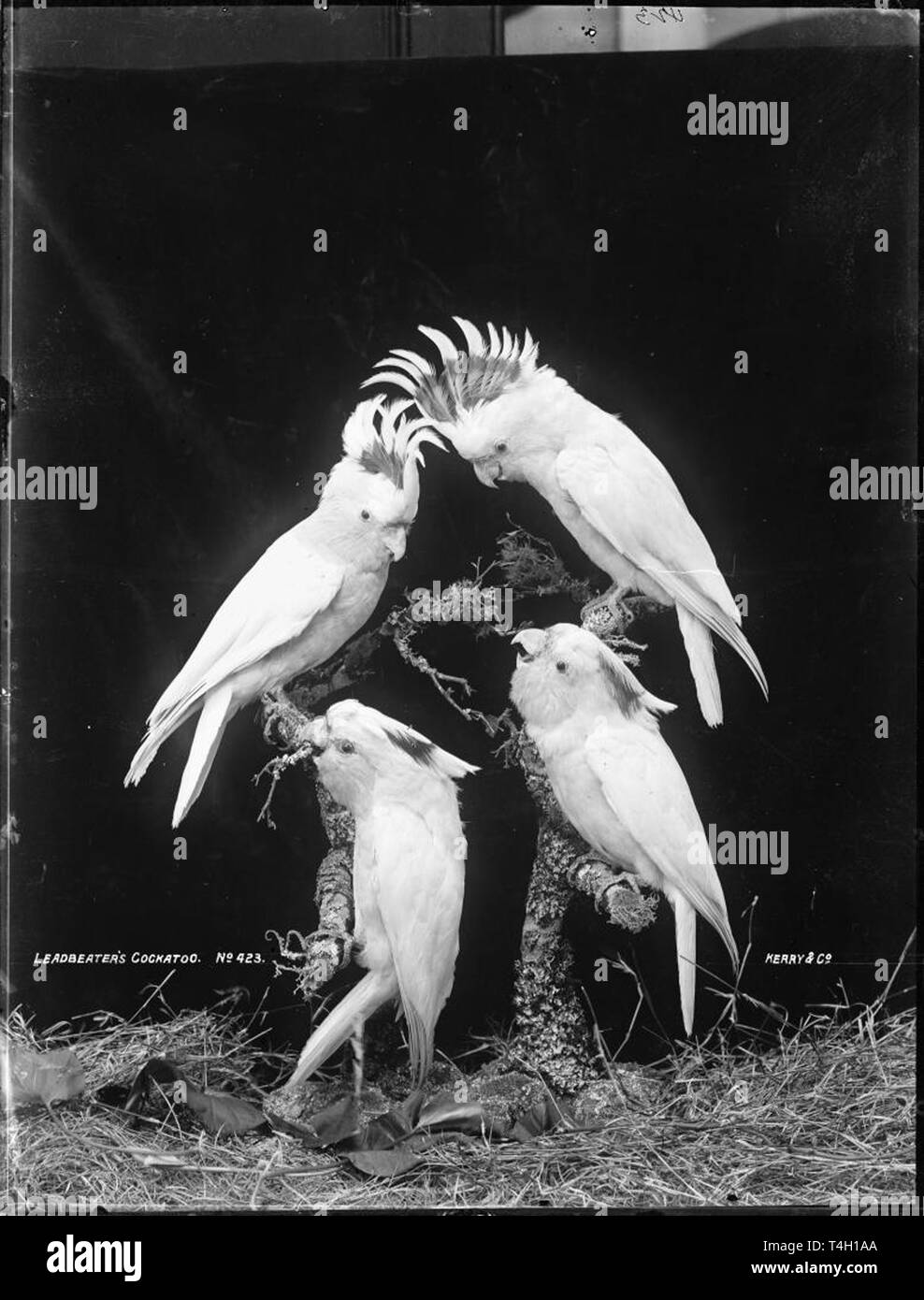 cockatoos vintage photo Stock Photo - Alamy