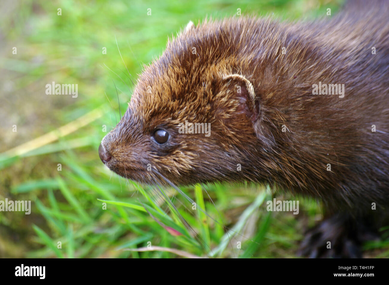American mink head mustela vison hi-res stock photography and images ...
