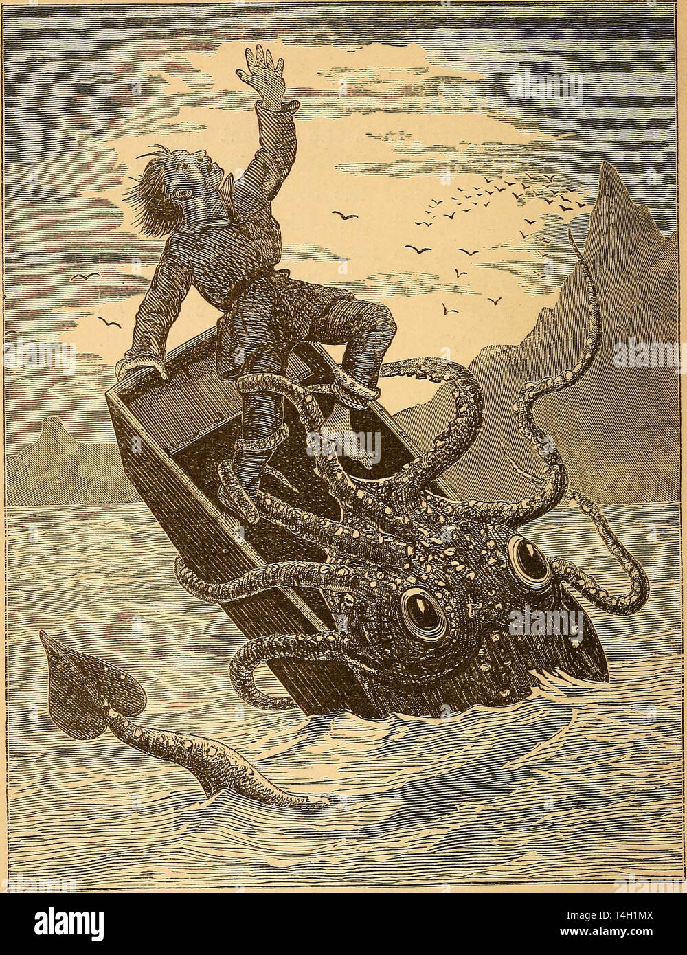 Giant octopus shell hi-res stock photography and images - Alamy