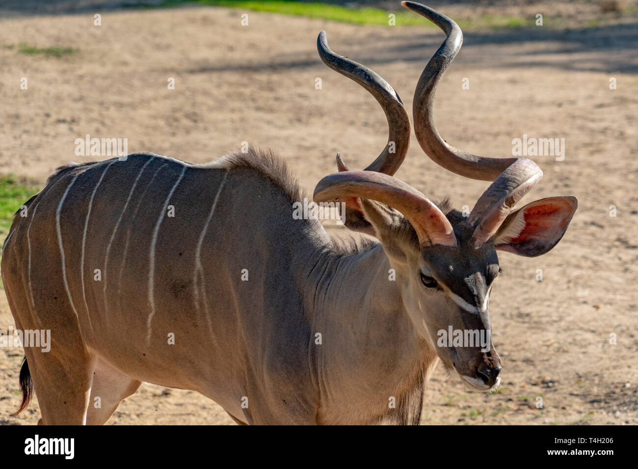 Greater kudu african antelope portrait Stock Photo - Alamy