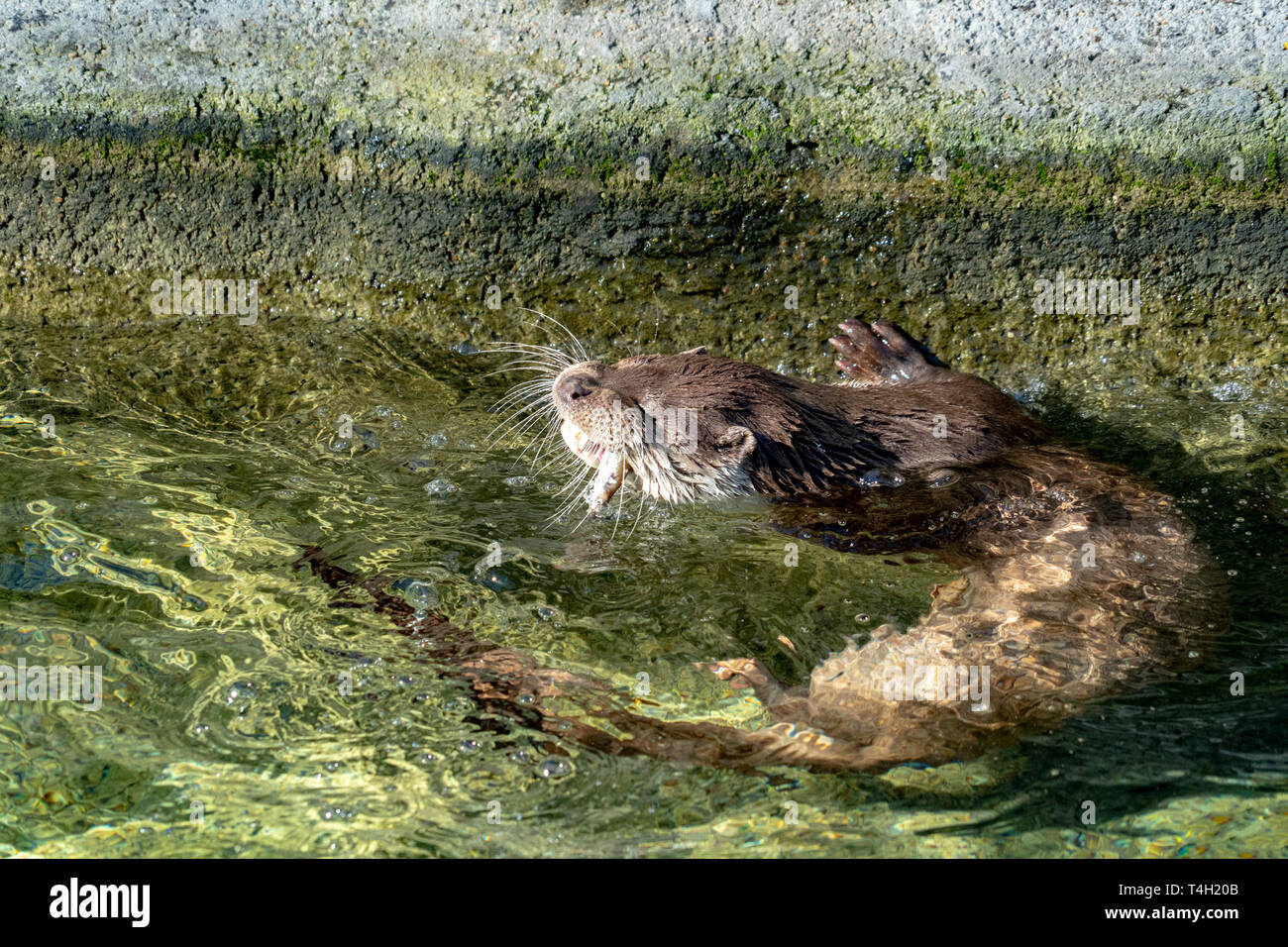 furry Otter in a river portrait Stock Photo - Alamy