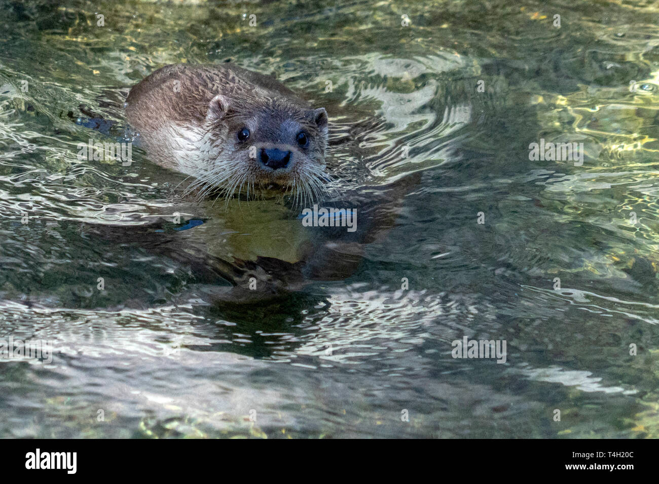 furry Otter in a river portrait Stock Photo - Alamy