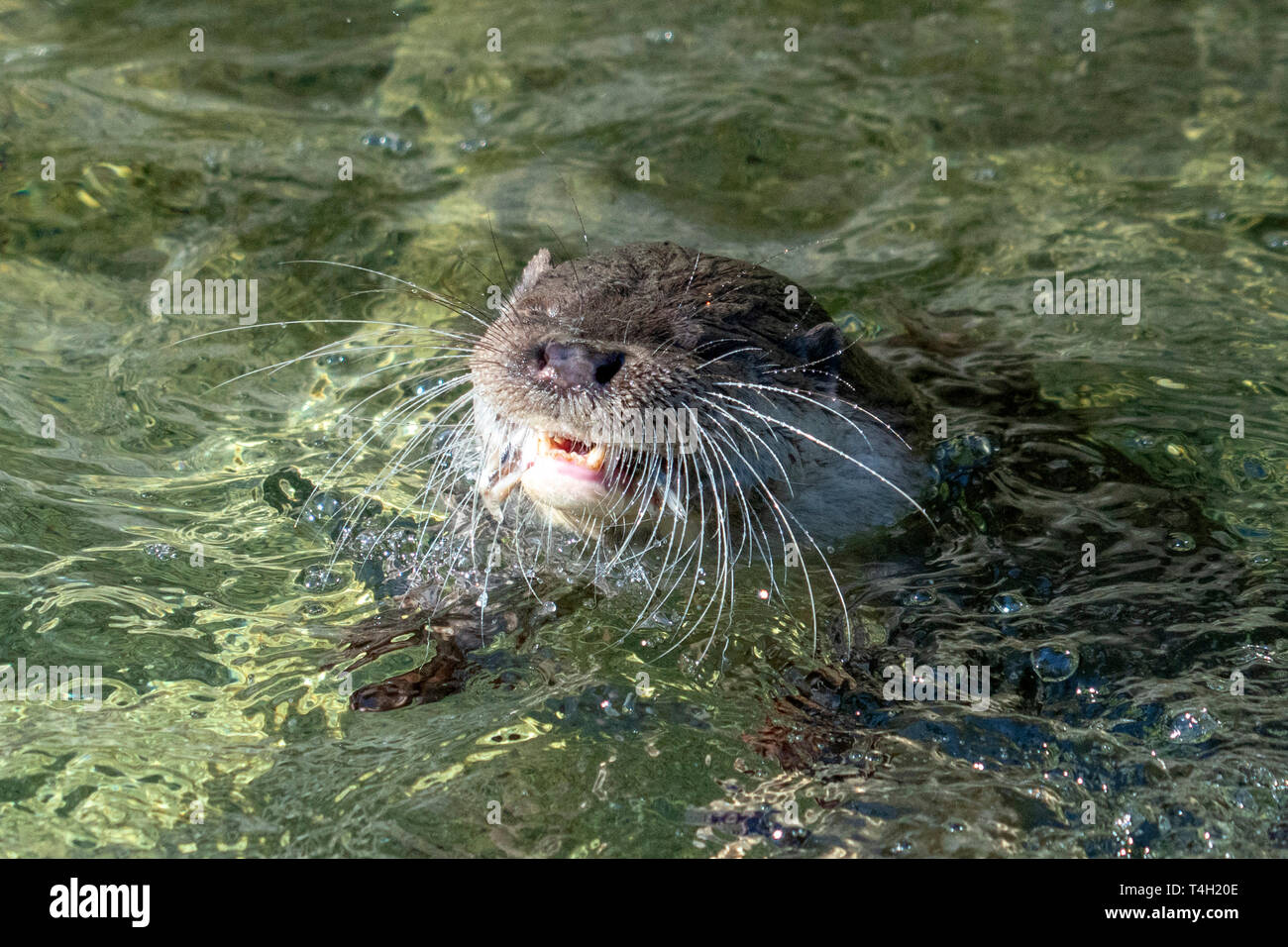 furry Otter in a river portrait Stock Photo - Alamy