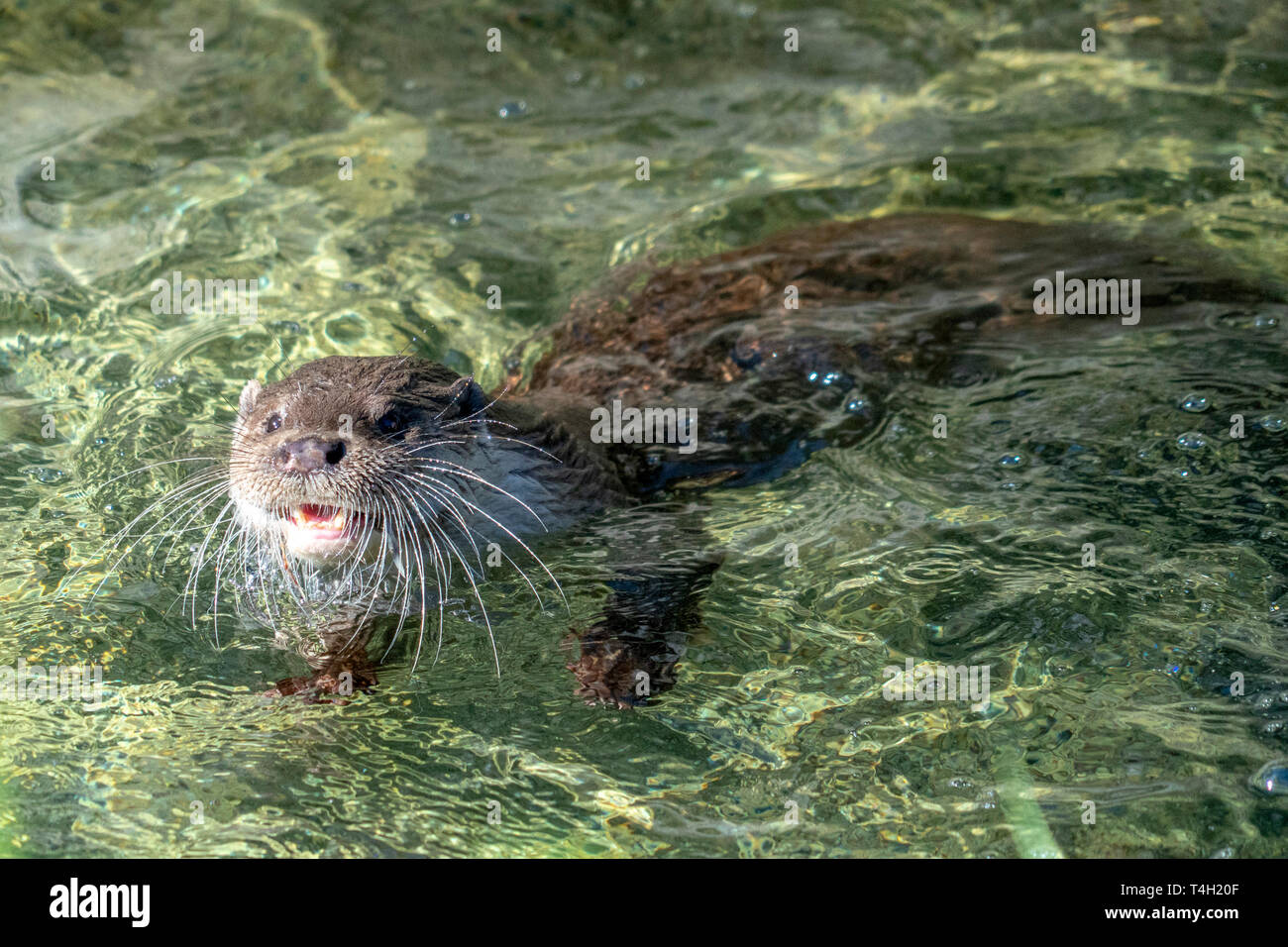 furry Otter in a river portrait Stock Photo - Alamy
