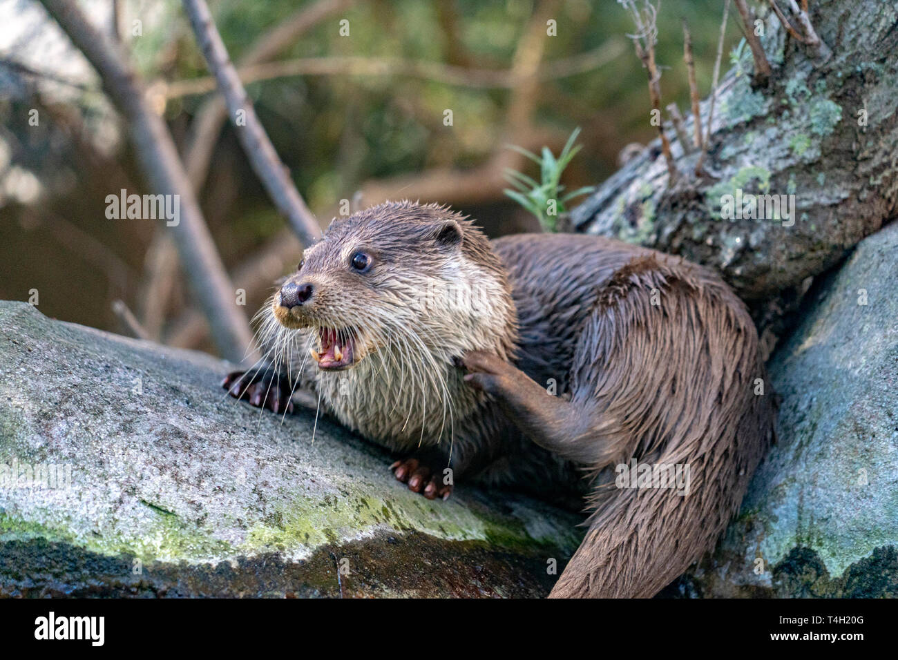 furry Otter in a river portrait Stock Photo - Alamy