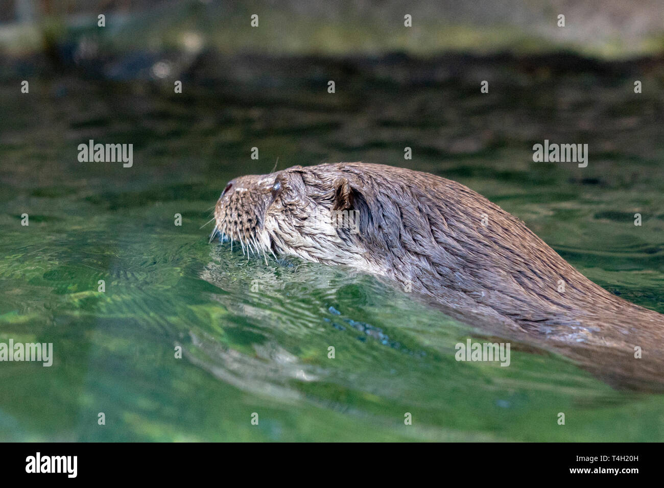 furry Otter in a river portrait Stock Photo - Alamy