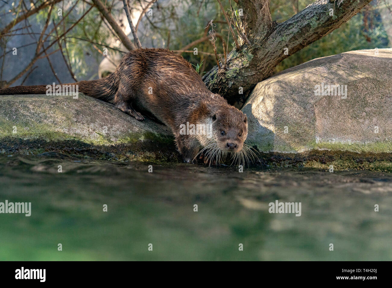 furry Otter in a river portrait Stock Photo - Alamy