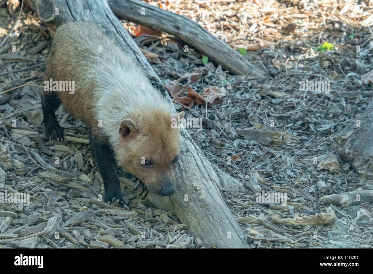 Bush dog from south america portrait Stock Photo - Alamy