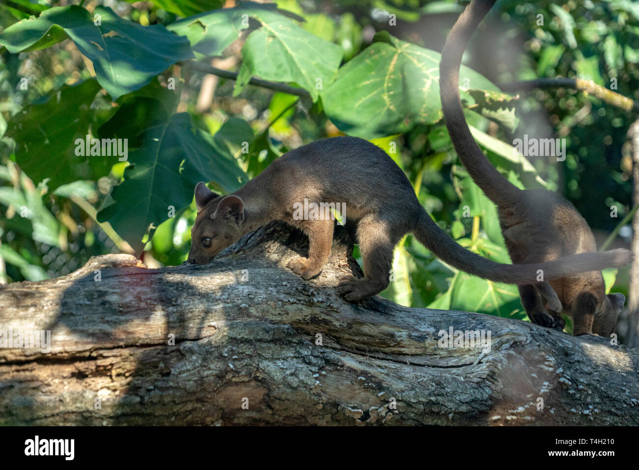 Fossa cat from Madagascar portrait Stock Photo - Alamy