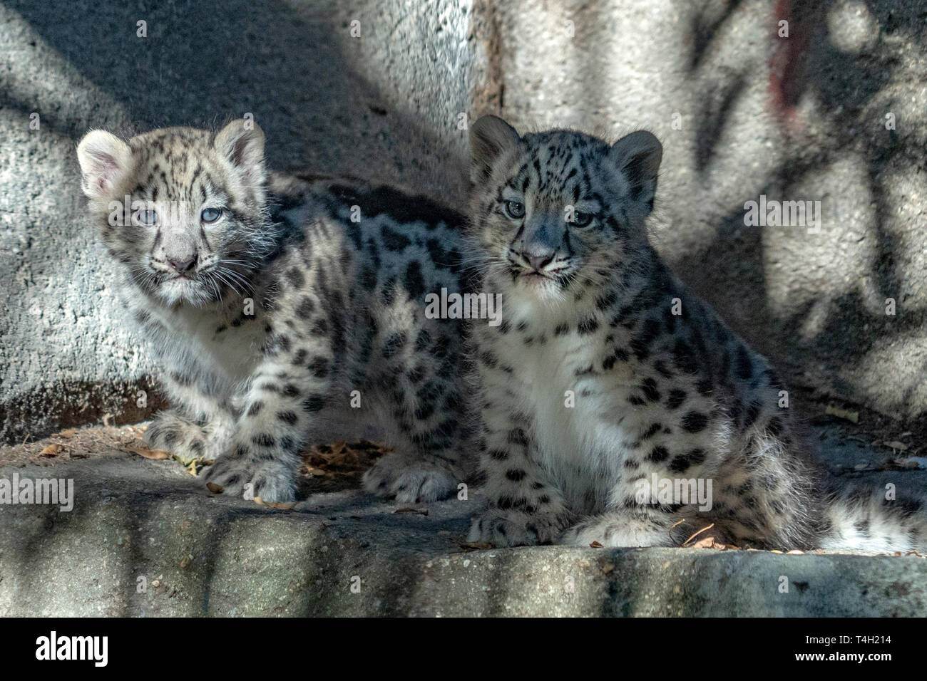 Snow leopard newborn puppy baby portrait Stock Photo - Alamy