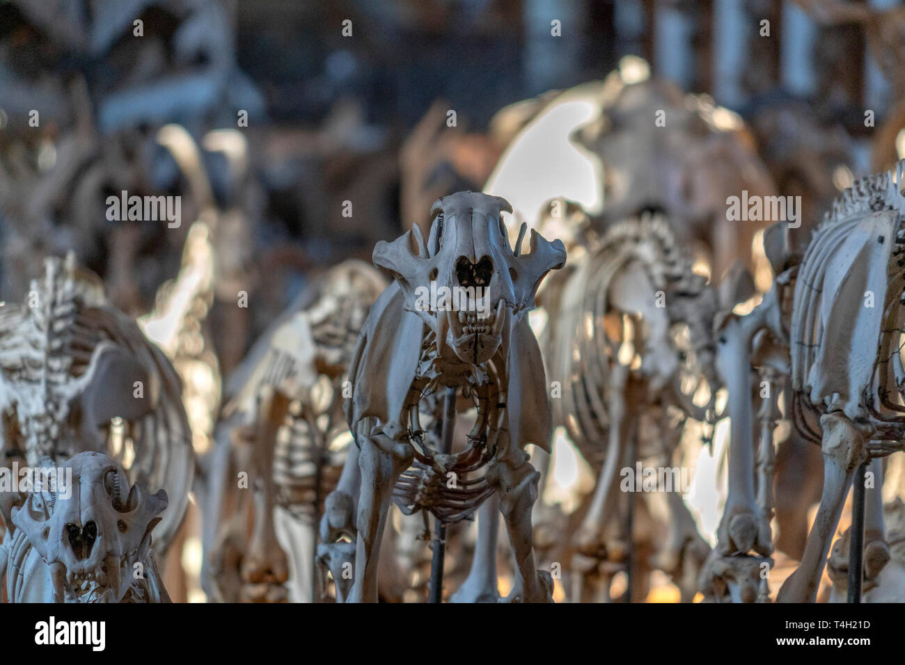 Tiger skull hi-res stock photography and images - Alamy