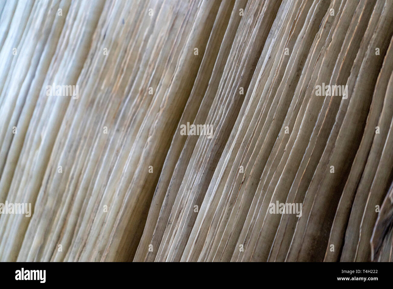 Blue whale eye close up hi-res stock photography and images - Alamy