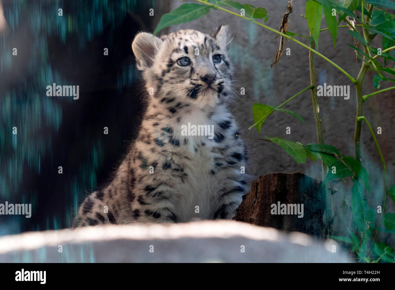Snow leopard newborn puppy baby portrait Stock Photo - Alamy