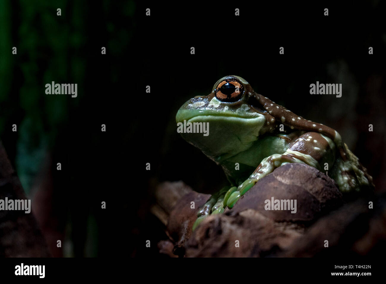 Rainforest tree frog portrait close up Stock Photo - Alamy
