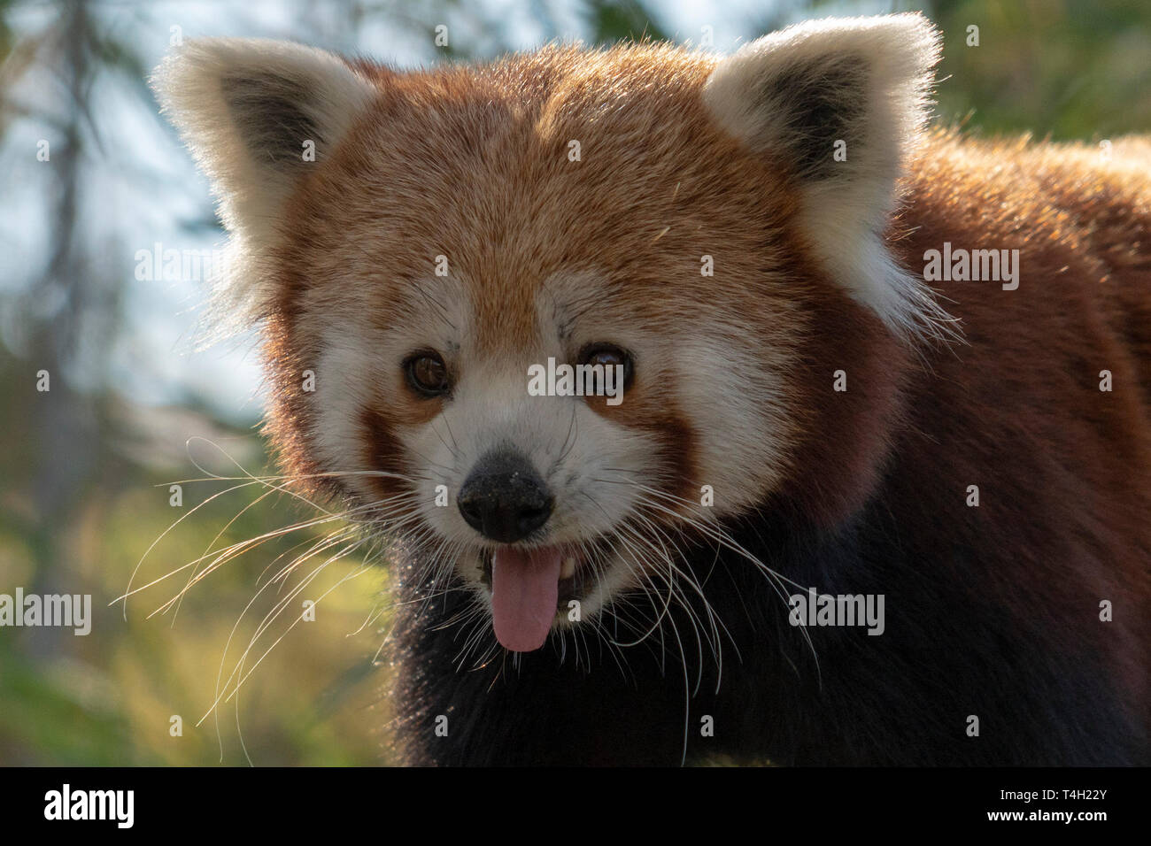 cute red panda portrait close up Stock Photo - Alamy
