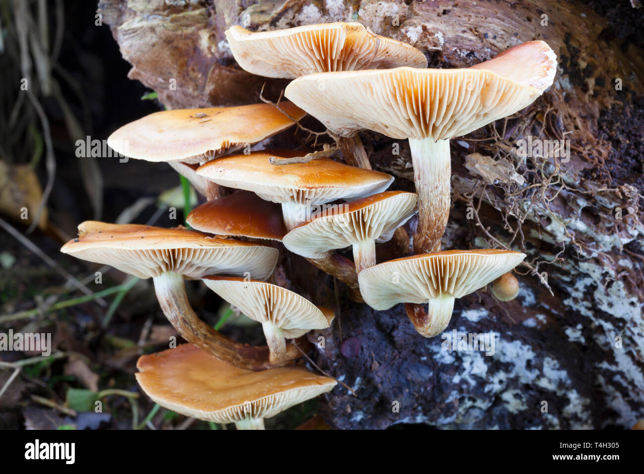 Velutipes hi-res stock photography and images - Alamy