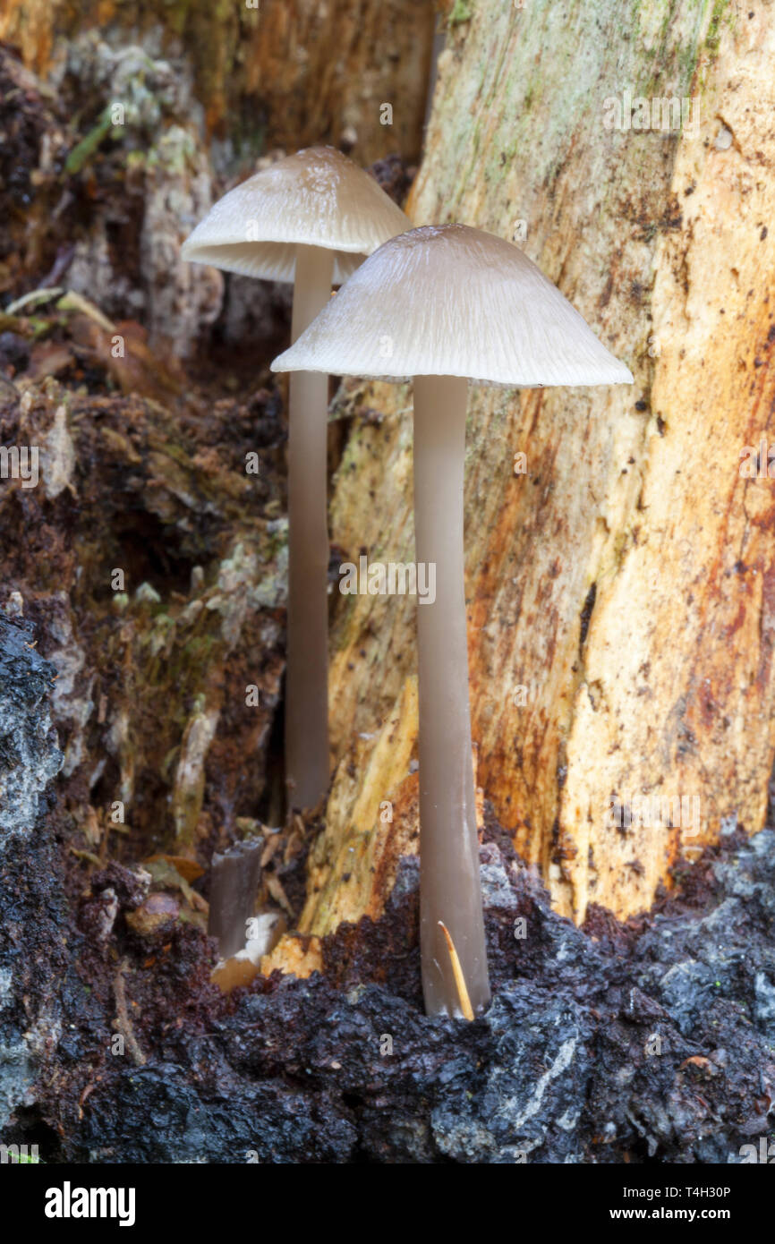 Mushroom - common bonnet. (Mycena galericulata Stock Photo - Alamy