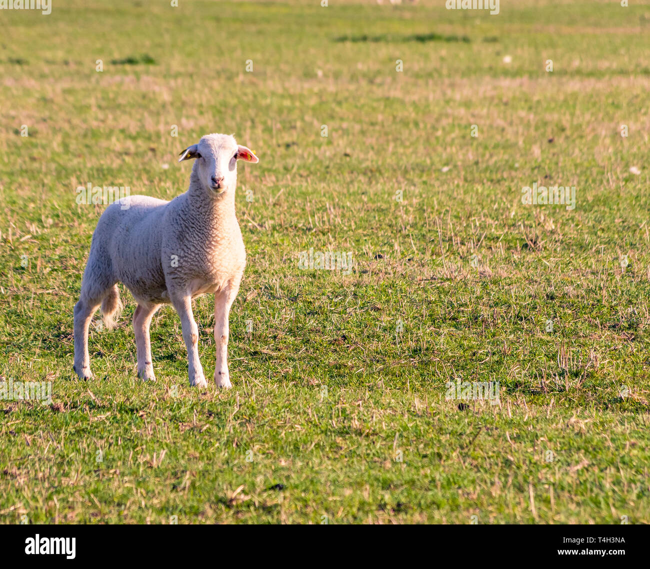 Aware alert hi-res stock photography and images - Alamy