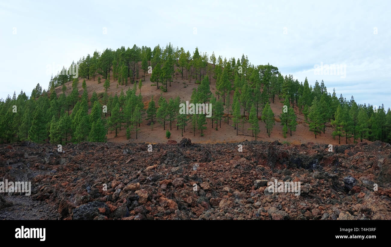 Volcanic landscape of Chinyero Special Natural Reserve, a lava ...