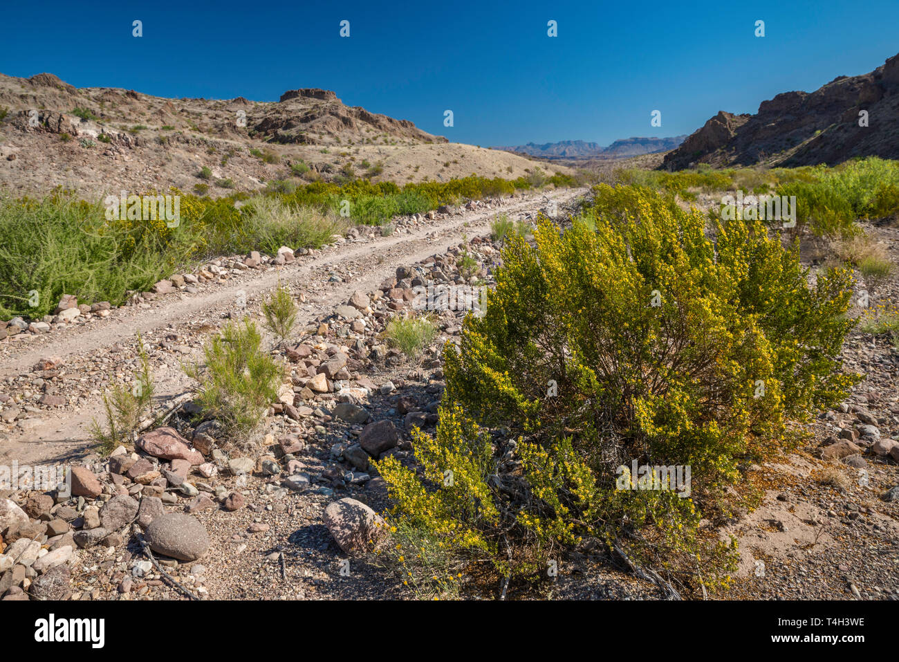 Blooming creosote bush, River Road, Chihuahuan Desert borderland, Big ...
